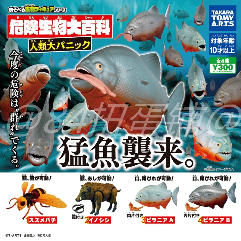 Boar Fish