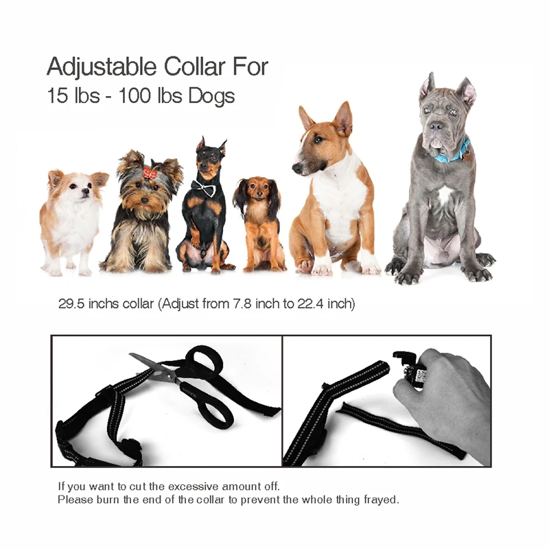 Can A Shock Collar Burn A Dog