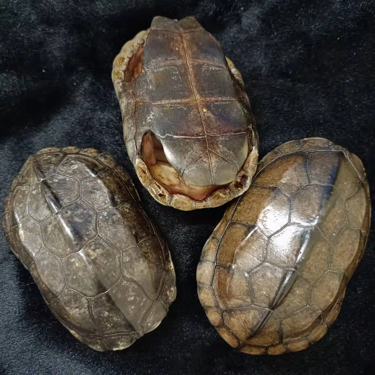 1pcs Real tortoise shell is natural and complete, real tortoise shell ...