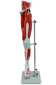 Lower-Limb-Muscle-Appendage-Major-Blood-Vessel-Nerve-Model-Medical ...