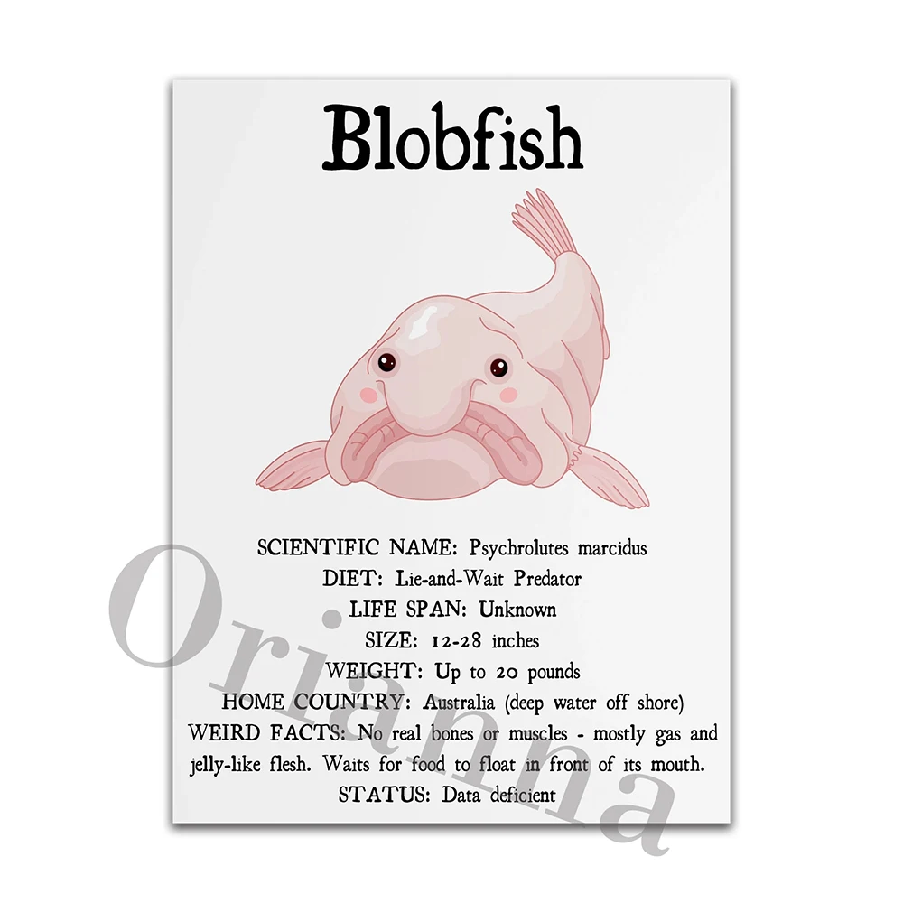 Baby Blobfish
