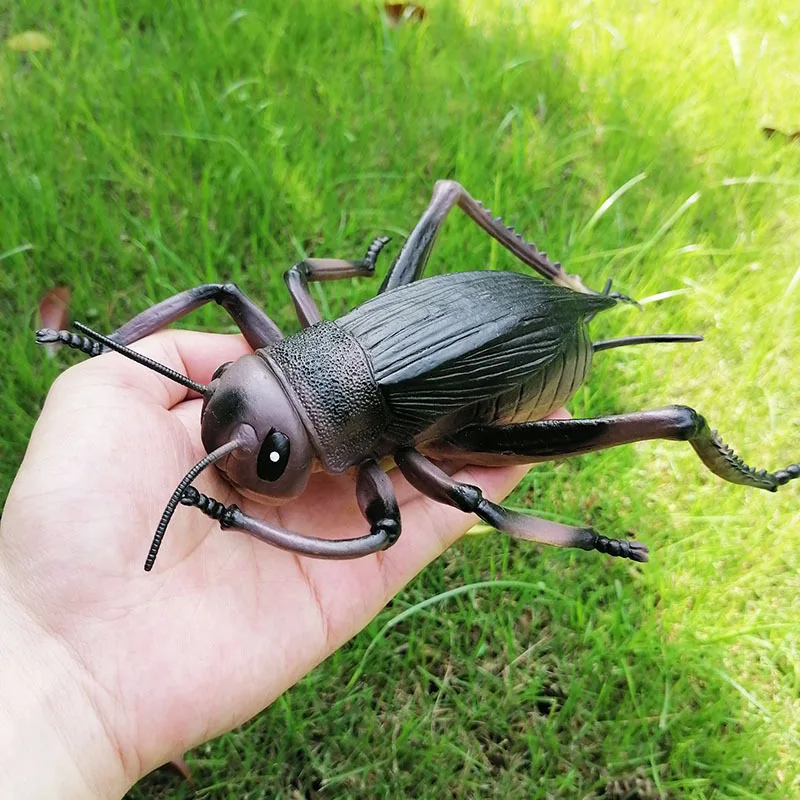 Cricket Animal