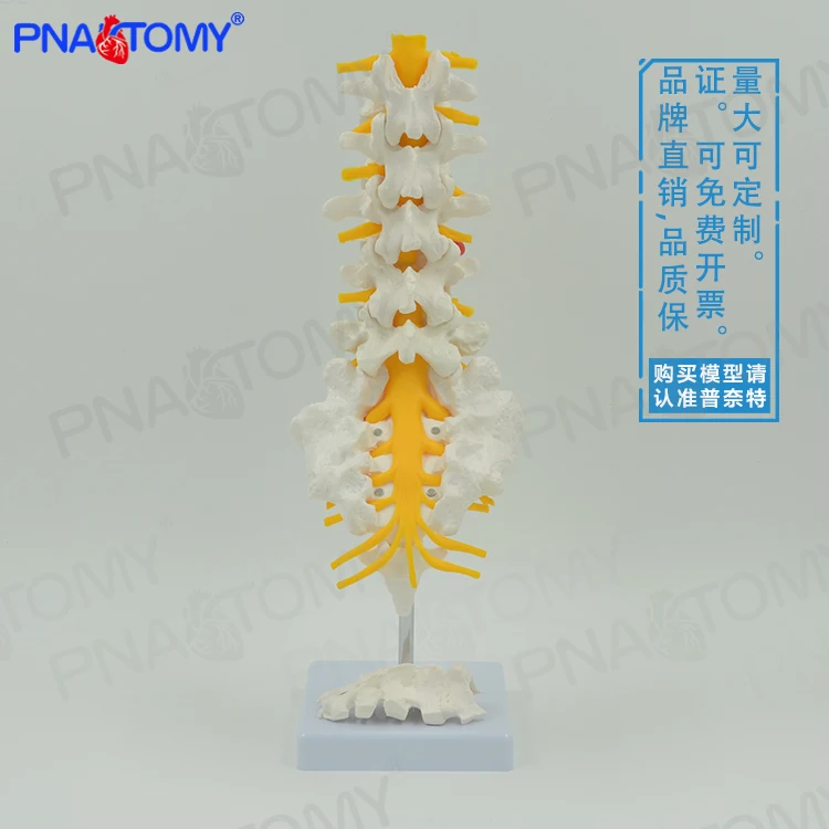 Columna-lumbar-humana-de-cinco-segmentos-modelo-de-esqueleto-del-nervio ...