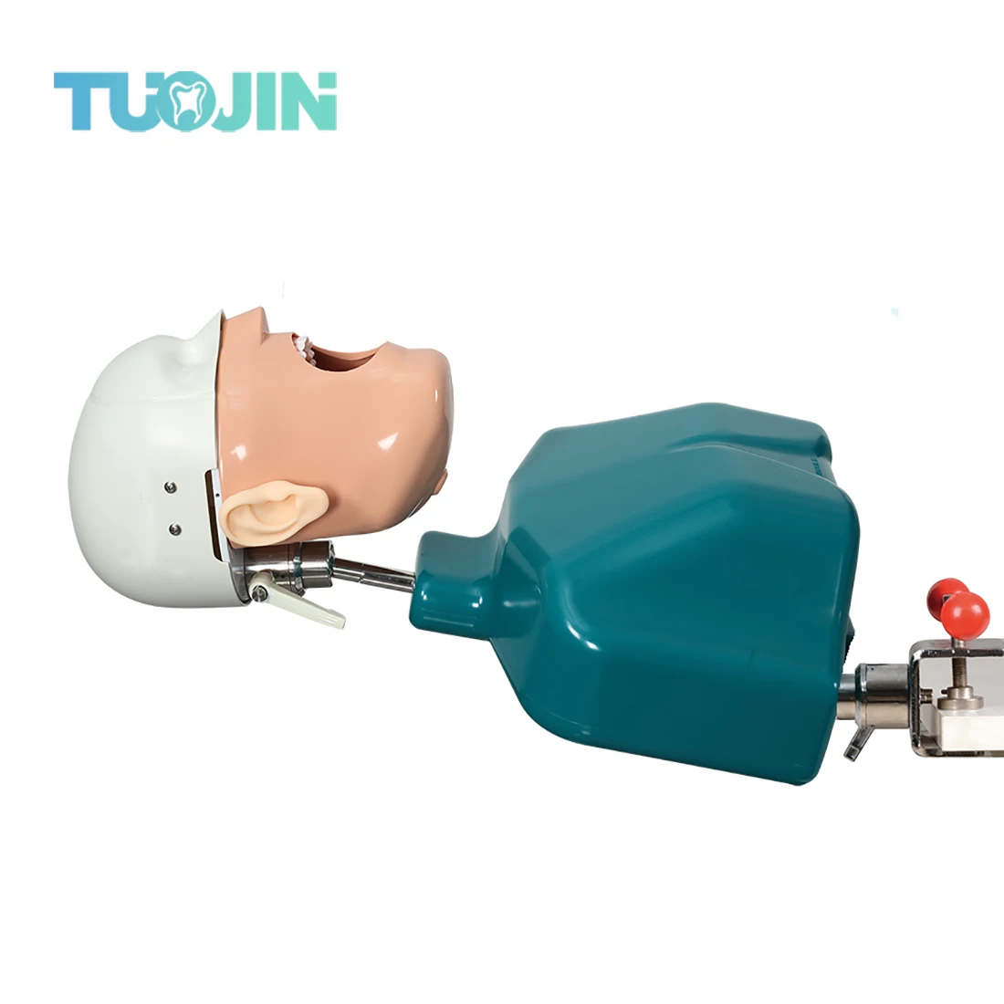 Dental Head Model Simulation Dentistry Manikins Simulator Phantom ...