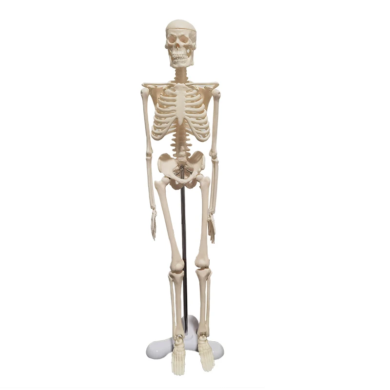 Student-lab-20cm-Human-Anatomical-Anatomy-Skeleton-Model-Medical-Learn ...