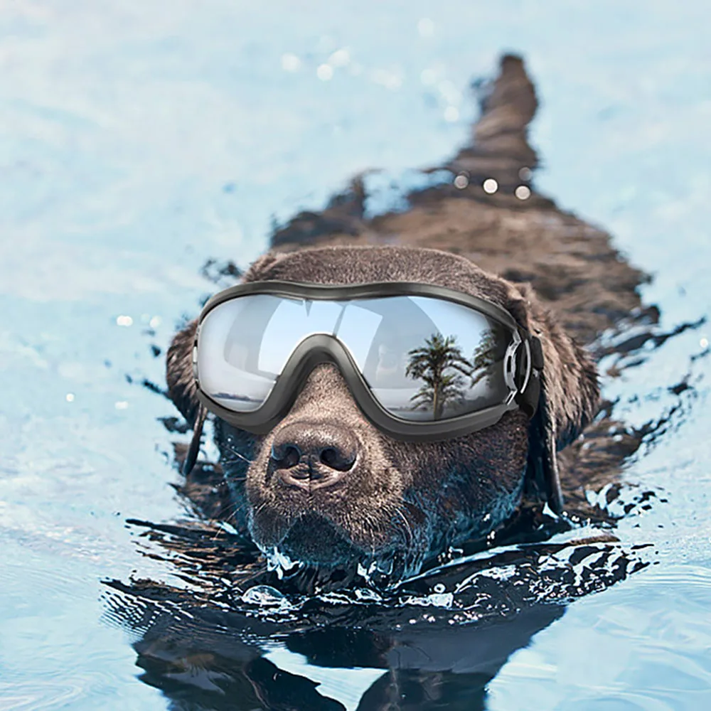 Cat With Goggles Swimming