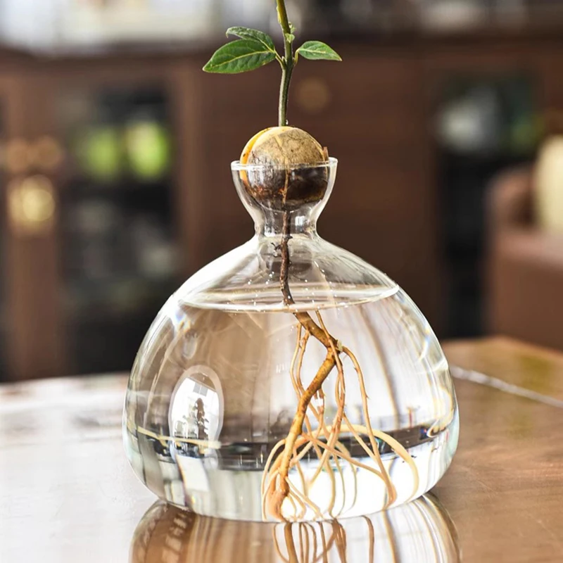 Avocado Tree Growing Kit,Avocado Seed Starter Vase,Glass Plant Pot with ...