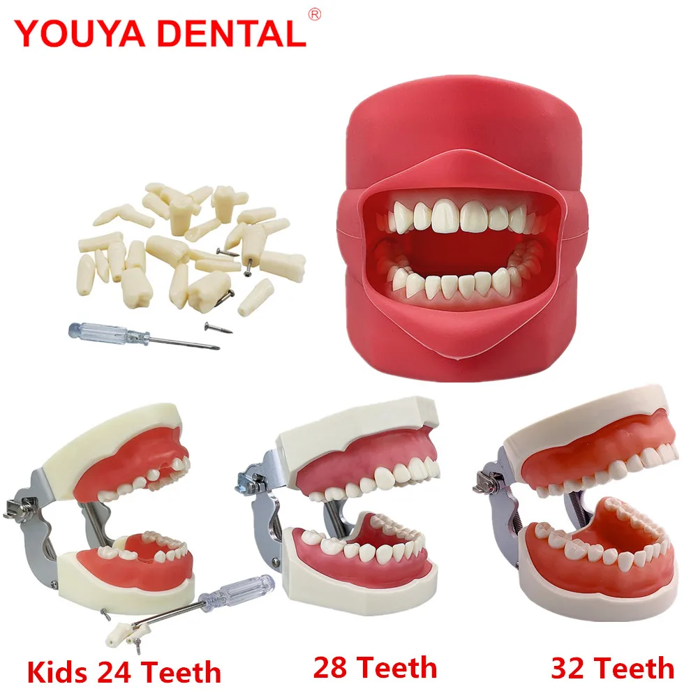 Teeth-Model-Training-Practice-Jaw-Typodont-Dentistry-Student-Dental ...