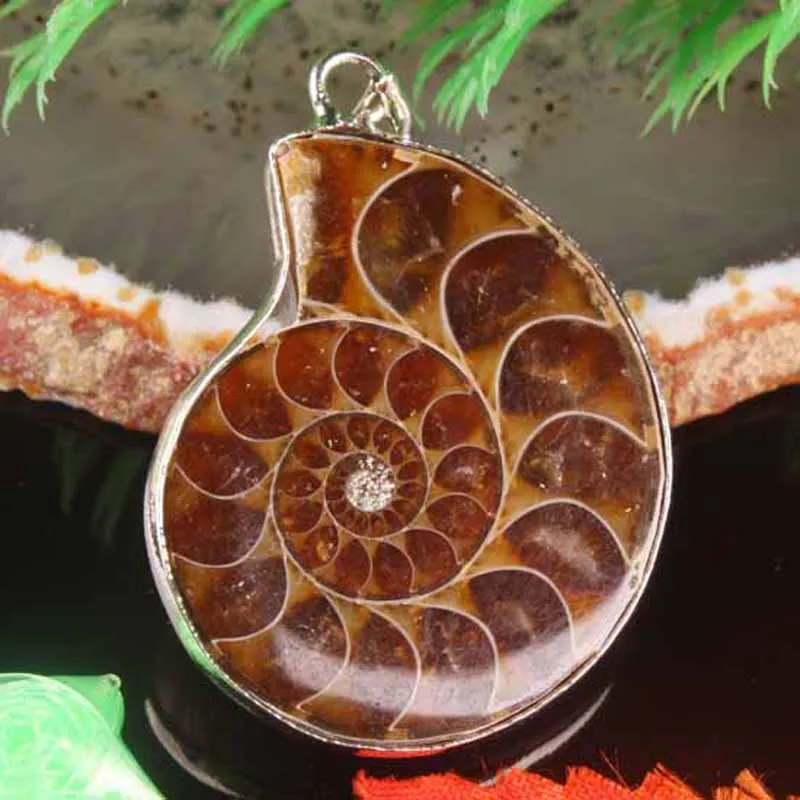 Ammonite Pendant | Ammonite Beads | Ammonite Conch | Bead Pendant ...