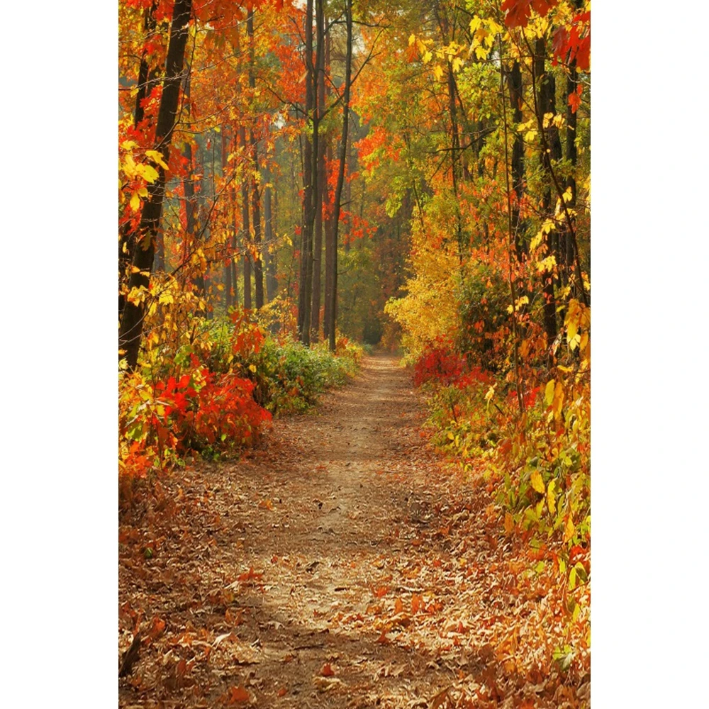 Fall Forest Backgrounds
