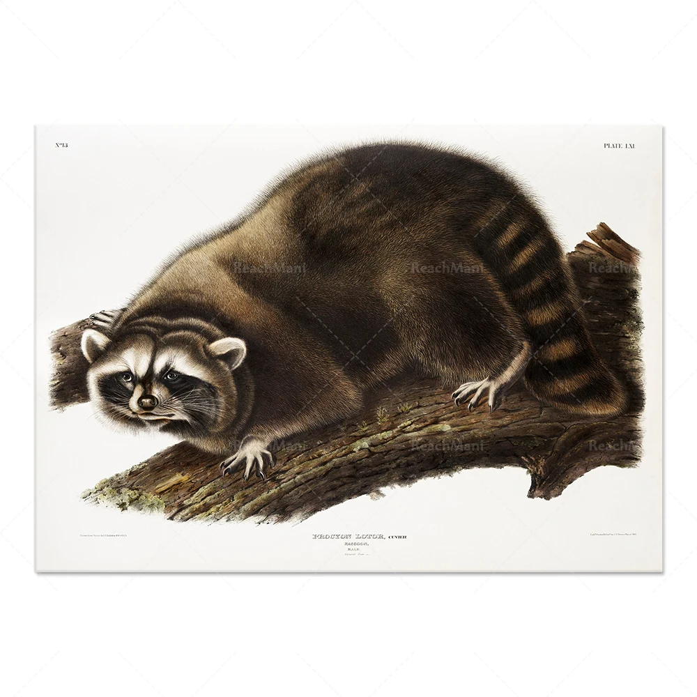 Cinnamon Raccoon