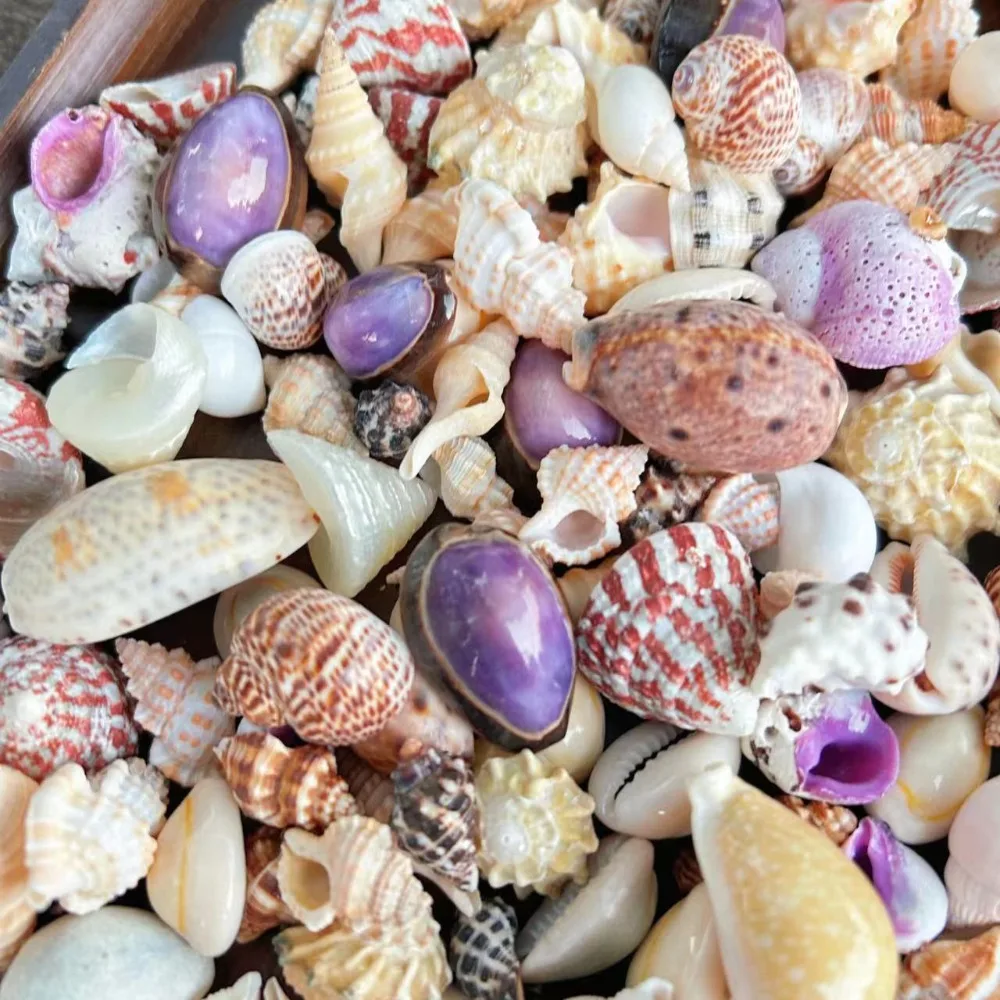 100pcs 20+ Styles Mixed Sea Shells for Resin Art, Aquarium Decor, DIY ...