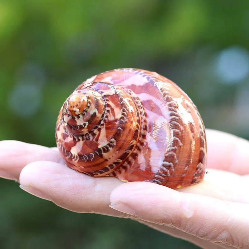Ancient Chinese Sea Snail Cat Eye Natural Shell Fish Tank Landscape ...