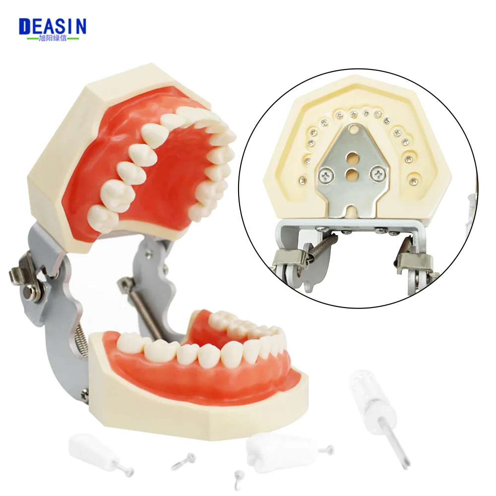 28-32-DentalTeeth-Model-For-Dentist-Dental-Student-Studying-Education ...