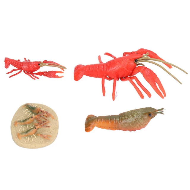 Crayfish Life Cycle For Kids
