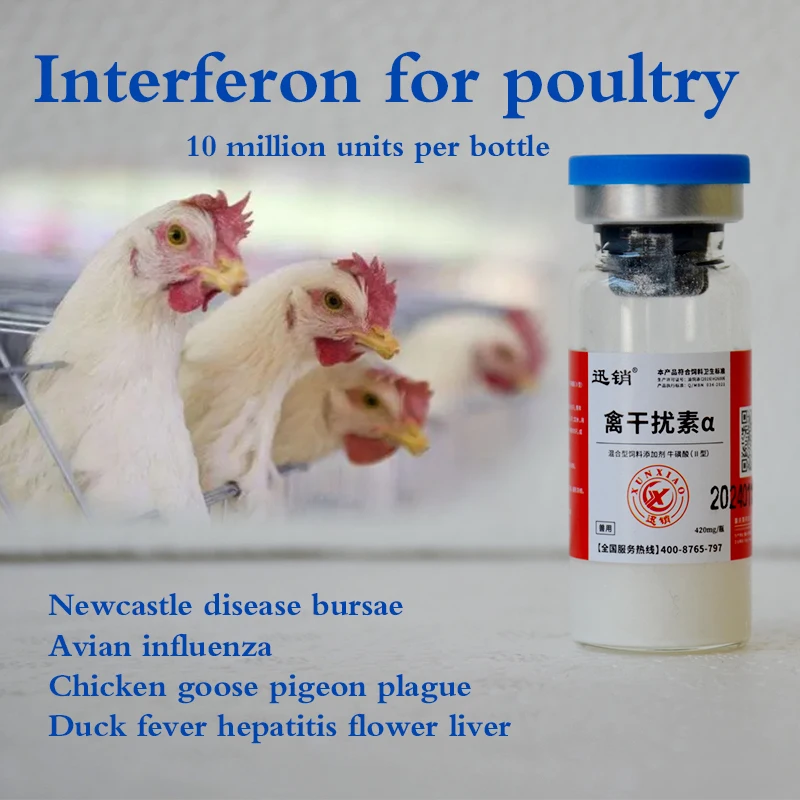 Poultry-with-interferon-Newcastle-Disease-Avian-influenza-chicken-goose ...