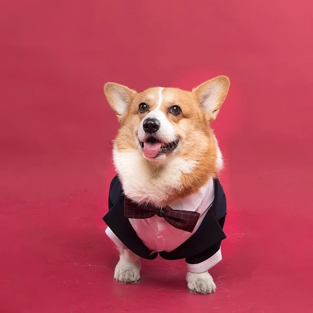 Corgi In A Suit