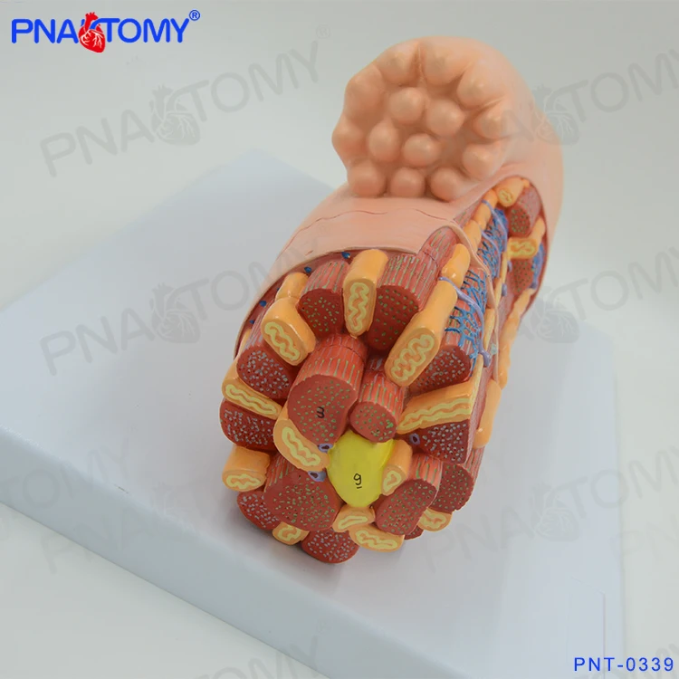 Cardiac Muscle Model
