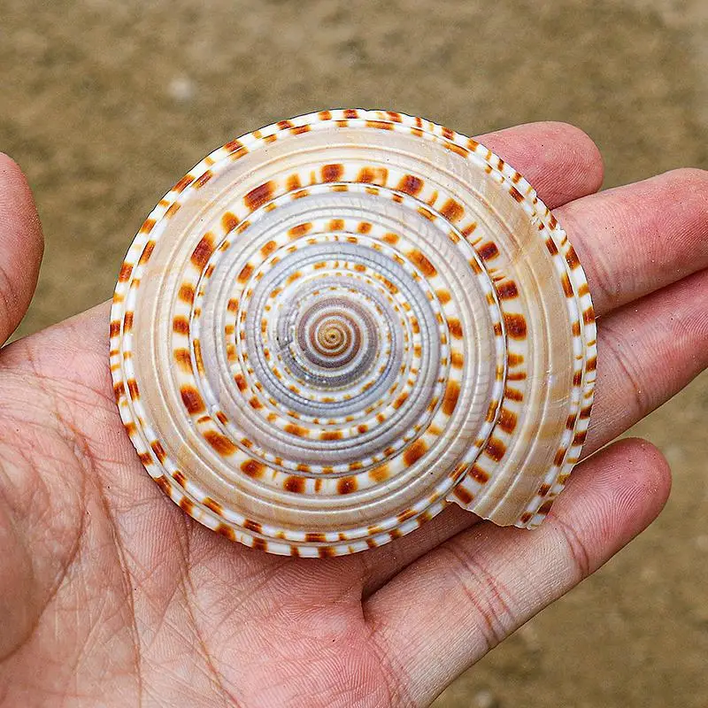 Sundial Snail Sunburst Carrier Snail Natural Conch Shell Home ...