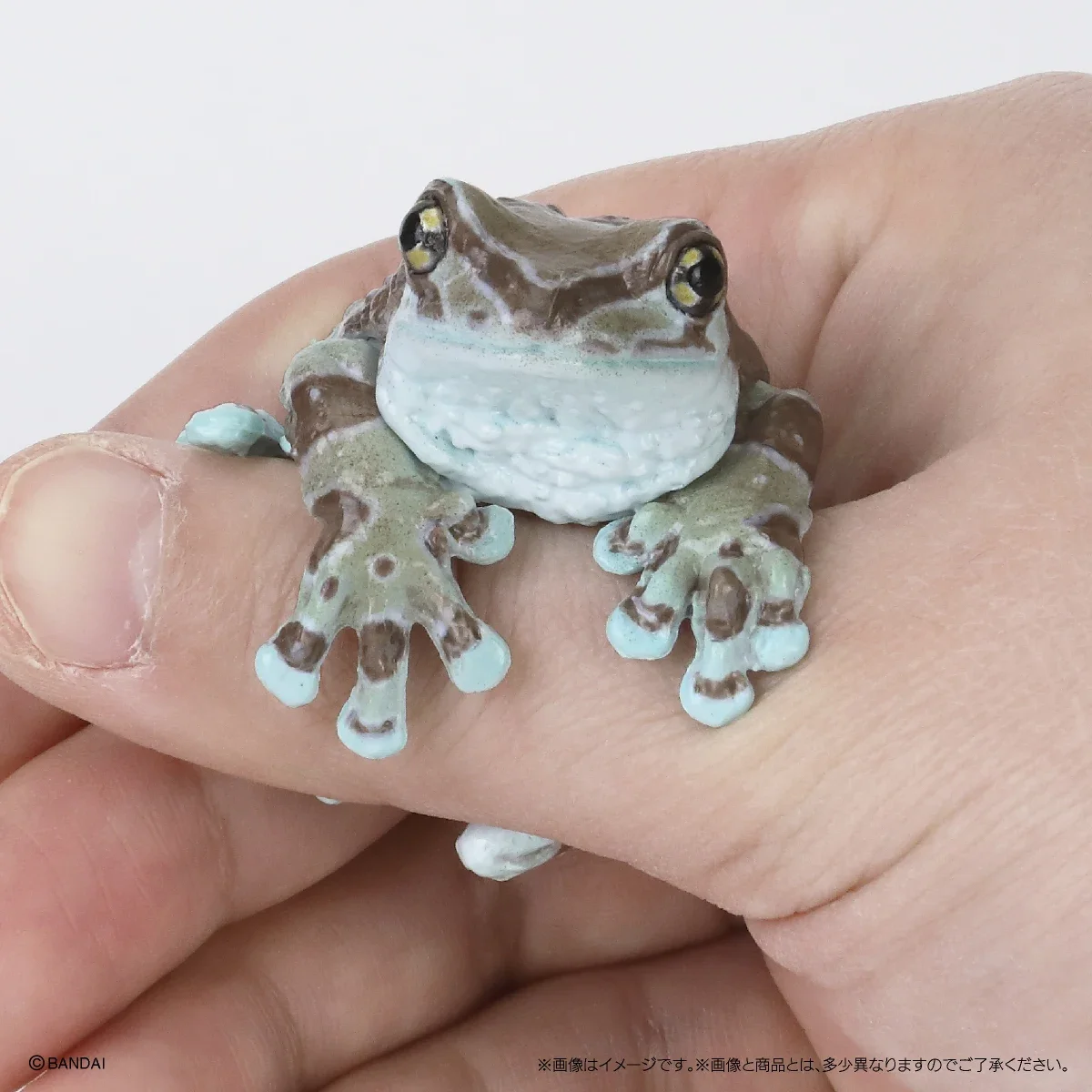 Japanese-Genuine-Gacha-Scale-Model-Biological-Cognitive-Model-Tree-Frog ...