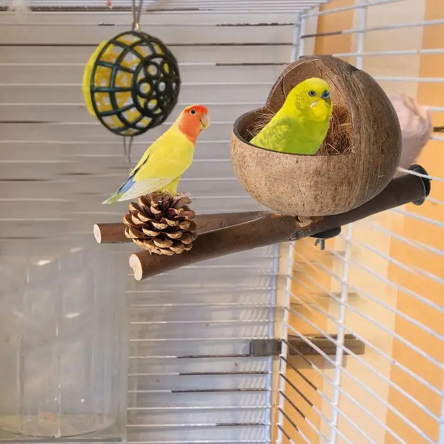 Nido De Periquito