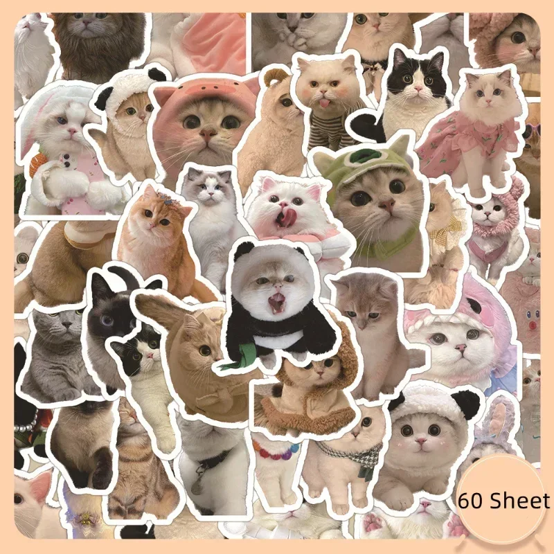 Descubre el encanto del gatito recién despierto meme y cómo usarlo en ...