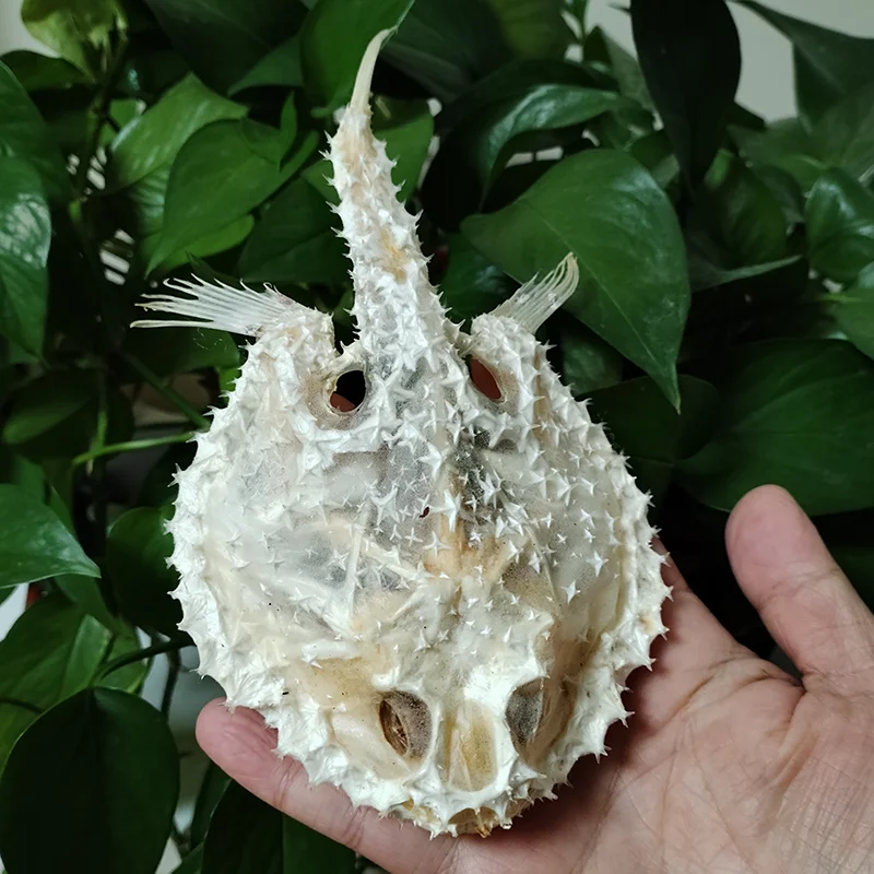 Real-Starry-Handfish-Skull-Specimen-Genuine-Deep-Sea-Fish-Bone-Animal ...