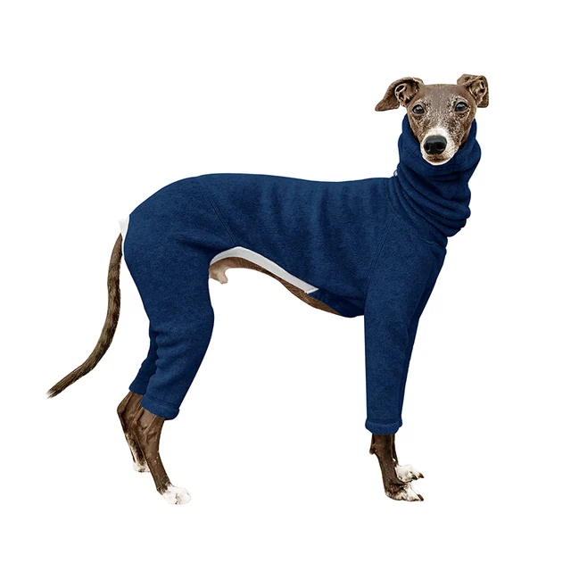 Windhond Hond Kleuren