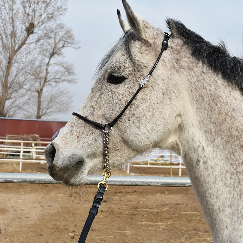 Show-bridle-horse-equipment-Durable-Horse-Bridle-Rein-Halter-Headstall ...