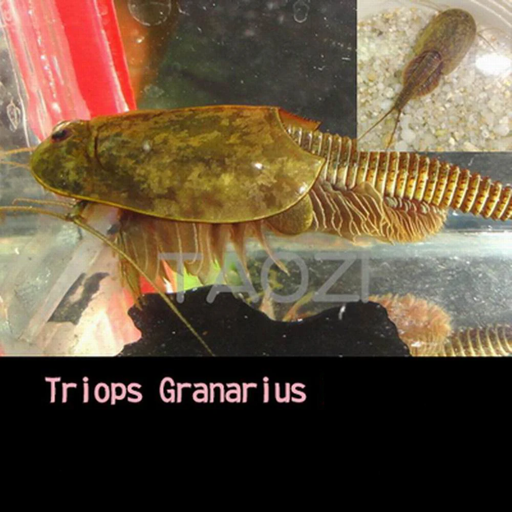 2022 80mm L Triops Granarius Eggs 선사 시대 수족관 애완 동물 Triop Egg 크리스마스 교육용 ...