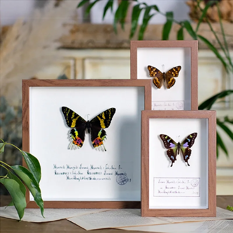 Real Butterfly Specimen Photo Frame Insect Specimen Wall Art Simple ...