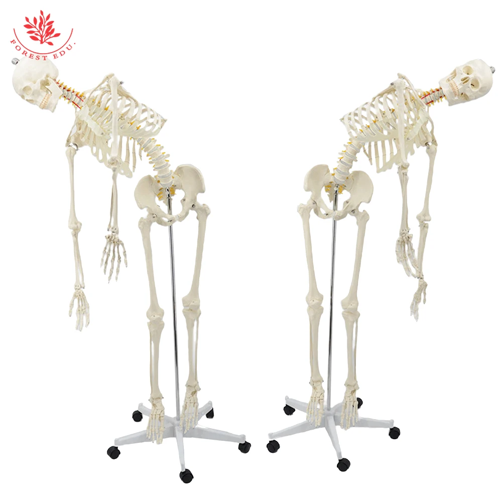 Frt001-1 Human Skeleton Model 180cm Life Size Flexible Spine Plastic ...