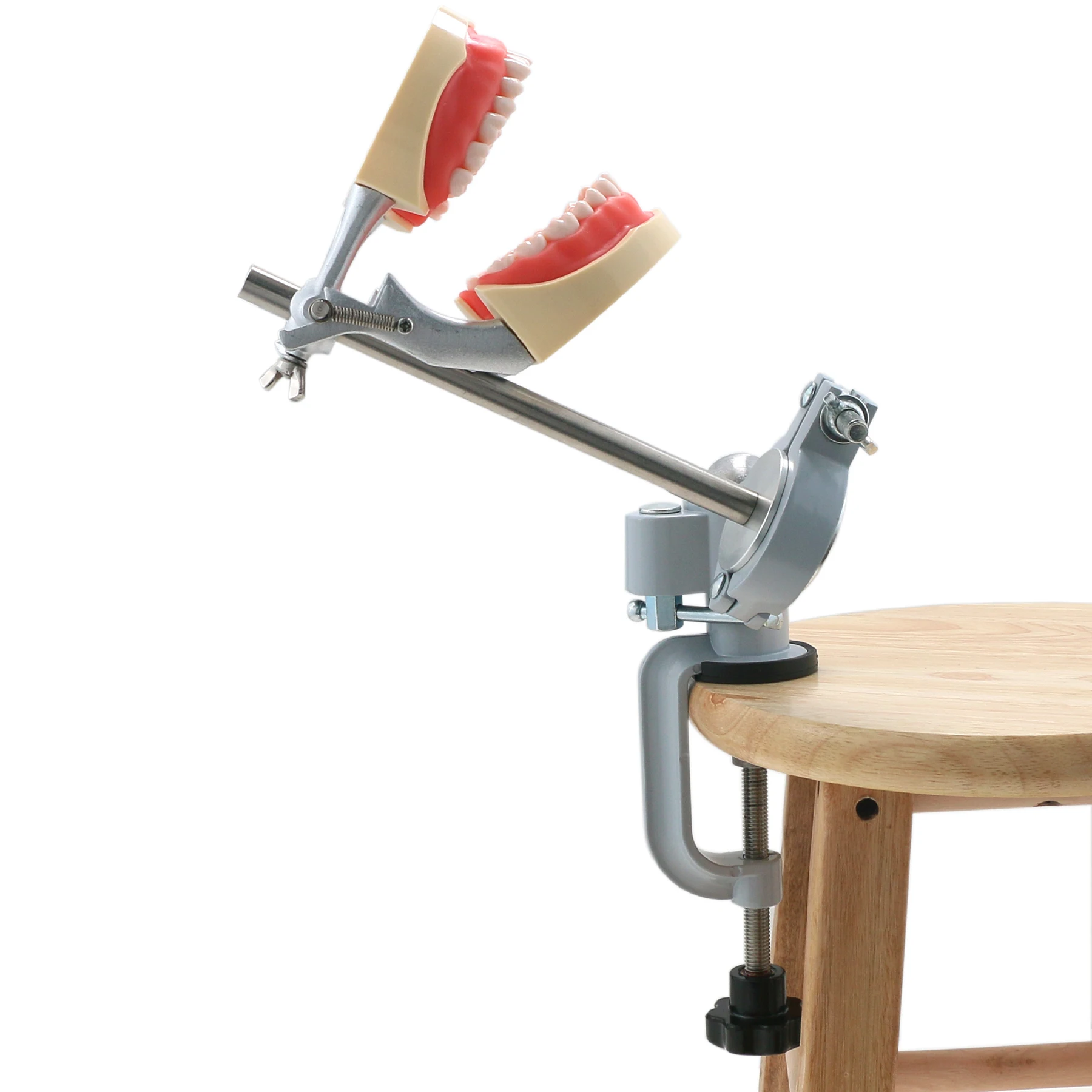 Dental Typodont Mounting Pole For Columbia Kilgore Nissin Frasaco Teeth ...