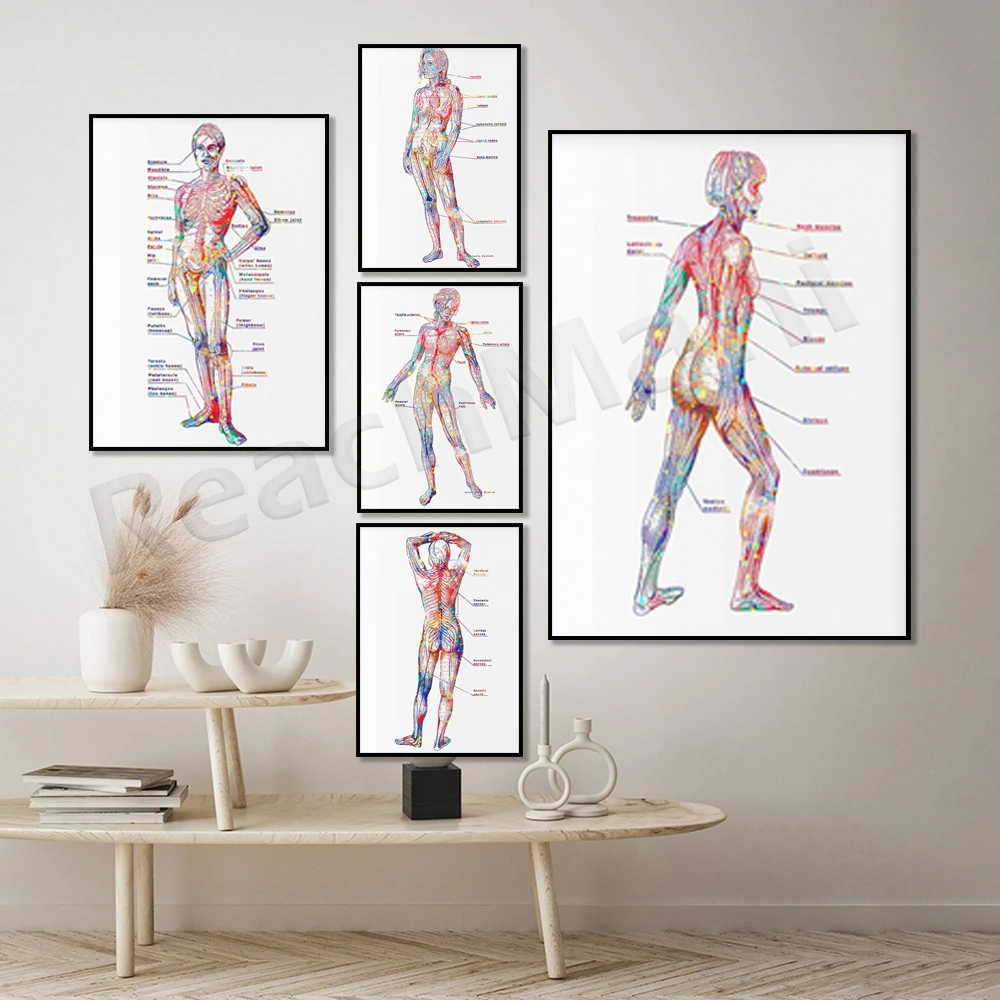Female anatomy poster, physiology art, nervous system, circulatory ...