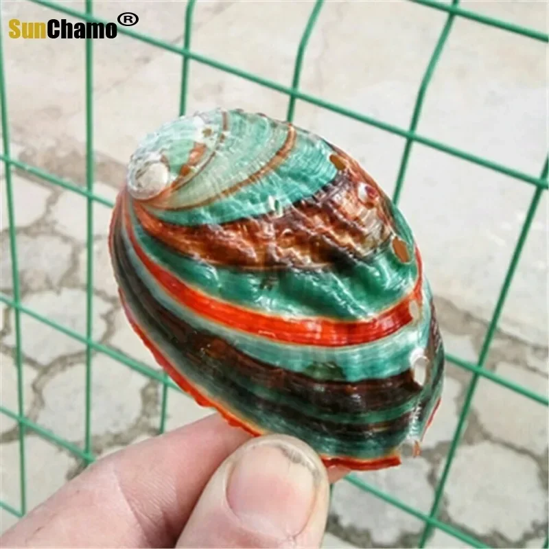 Concha-de-concha-Natural-para-decoraci-n-de-pared-Concha-colorida-de ...