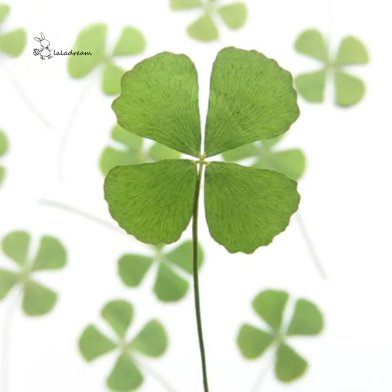 10pcs-lot-Four-Leaf-Clover-Specimen-Dried-Flower-Accessories-for-DIY ...