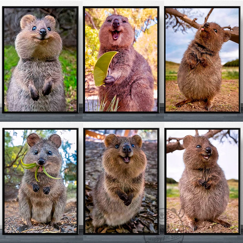 Happy Quokka