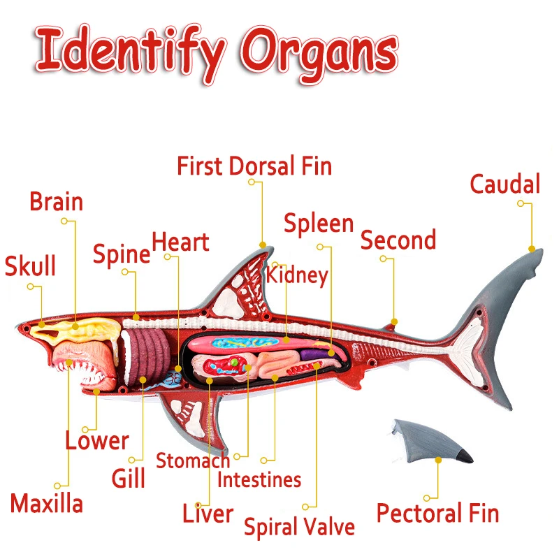 Shark Skeleton Diagram