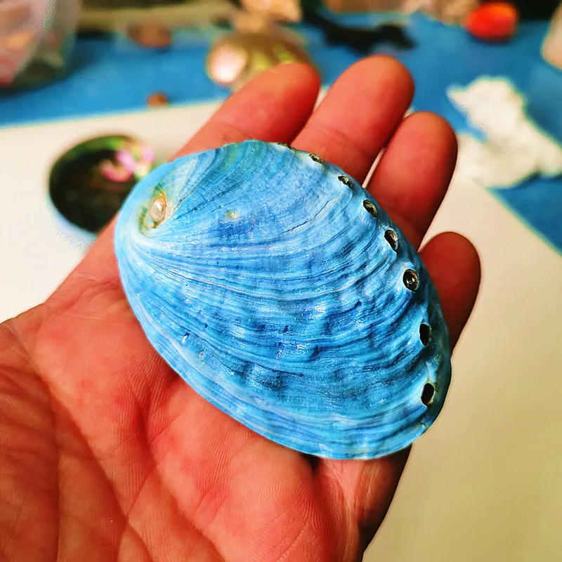 Natural-Blue-Abalone-Shell-Fish-Tank-Aquatic-Landscape-Decoration-Home ...