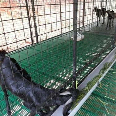 Sheep-Farm-Plastic-Slatted-Flooring-India-Hot-Sale-Plastic-Goat-Slat ...