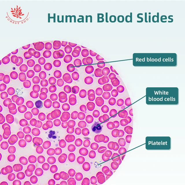 Blood Tissue Slide
