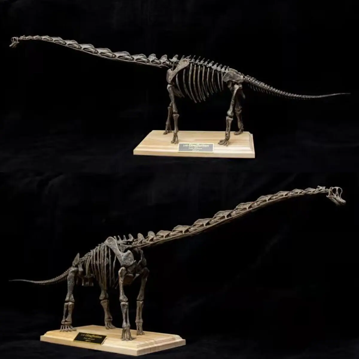 Brachiosaurus Skeleton Model