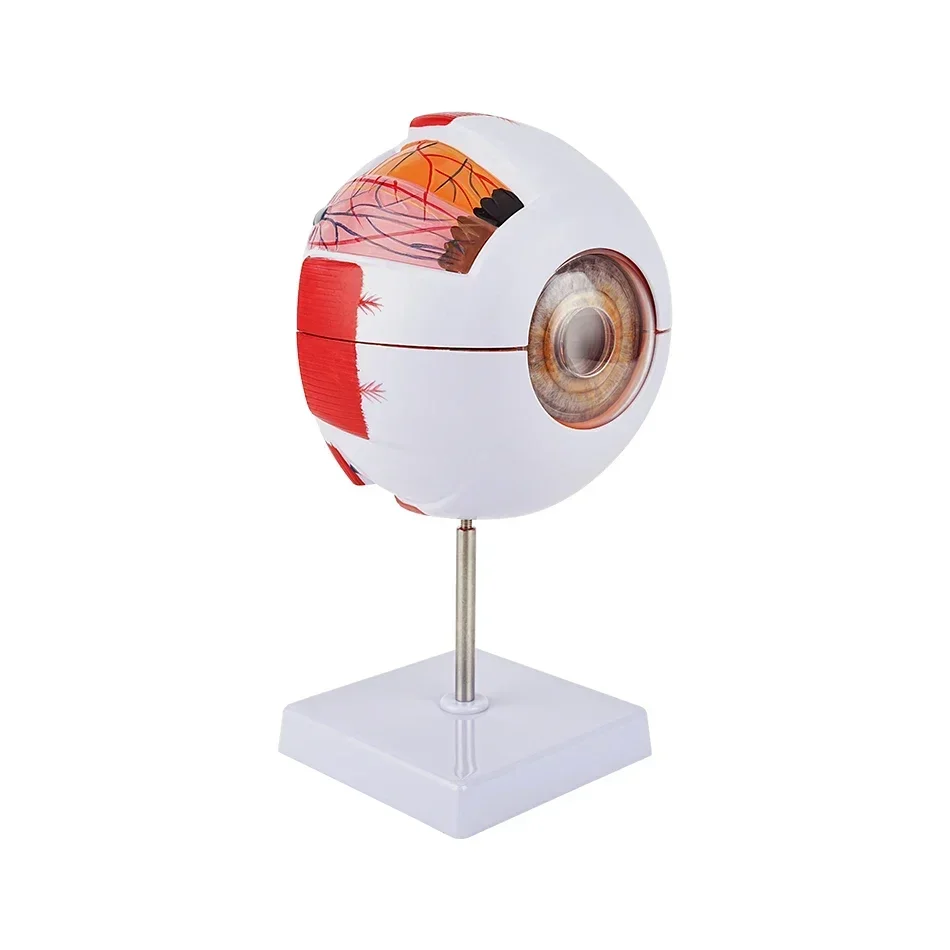 Eyeball-Model-Anatomical-Eye-Model-Medical-Learning-And-Teaching ...
