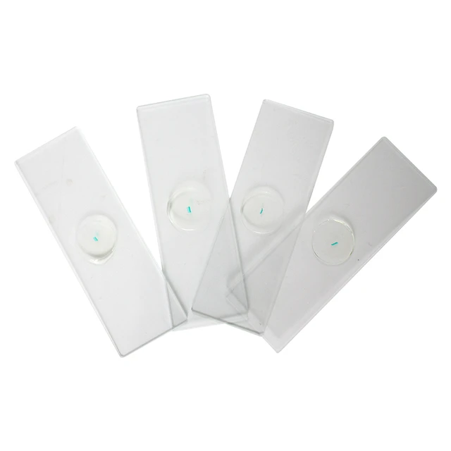 Penicillium Mold Slide