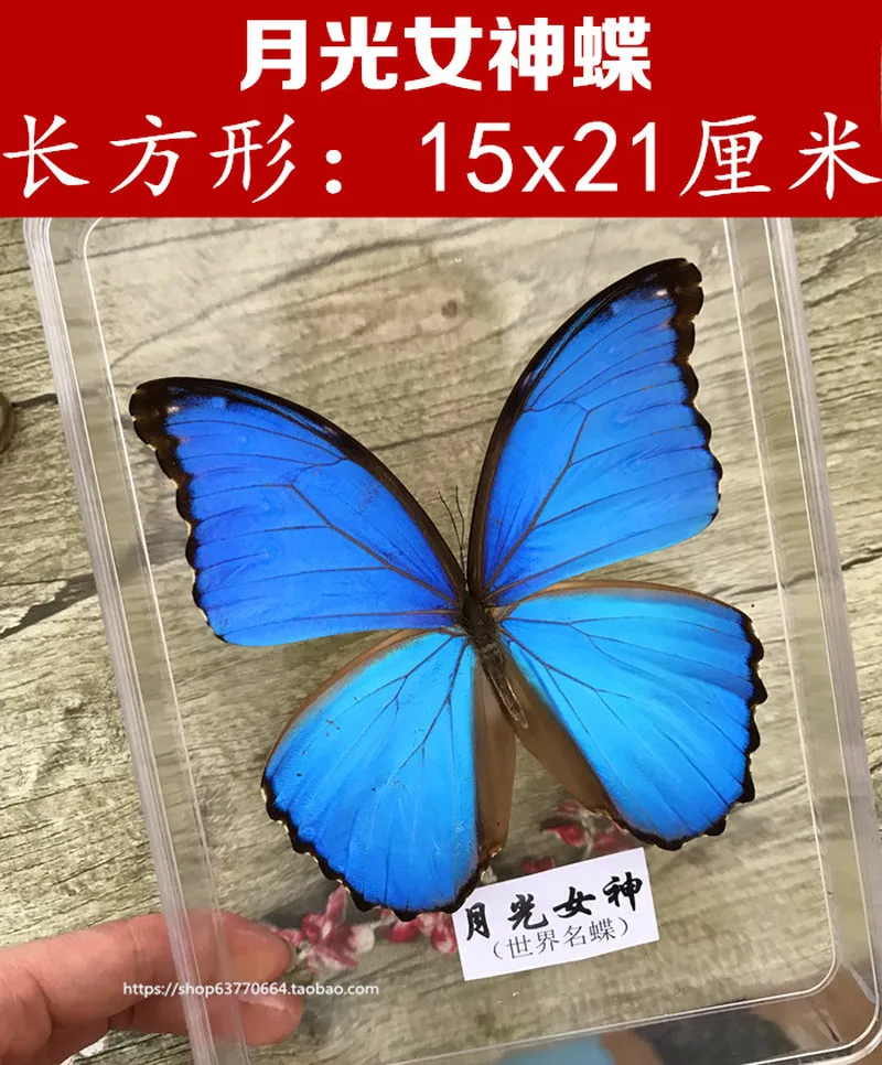 Real Blue Butterflies