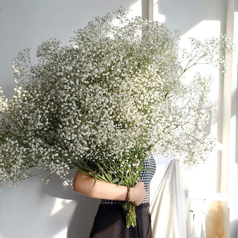 Flores-secas-de-Gypsophila-flores-secas-de-aliento-de-beb-arreglo-de ...
