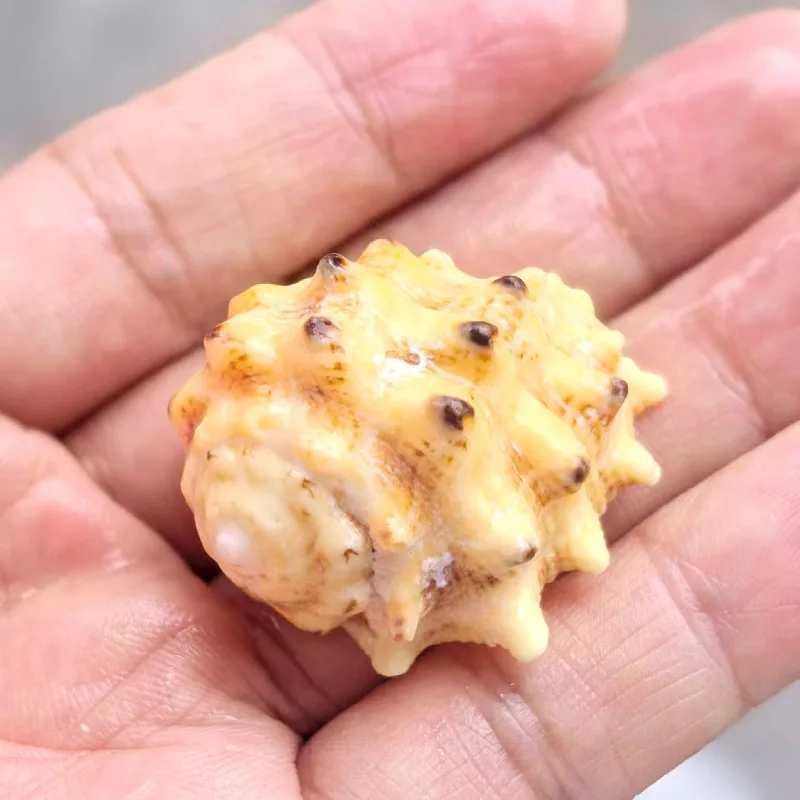 Drupa rubusidaea Natural Shell Conch Purple White Tooth Snail Rare ...