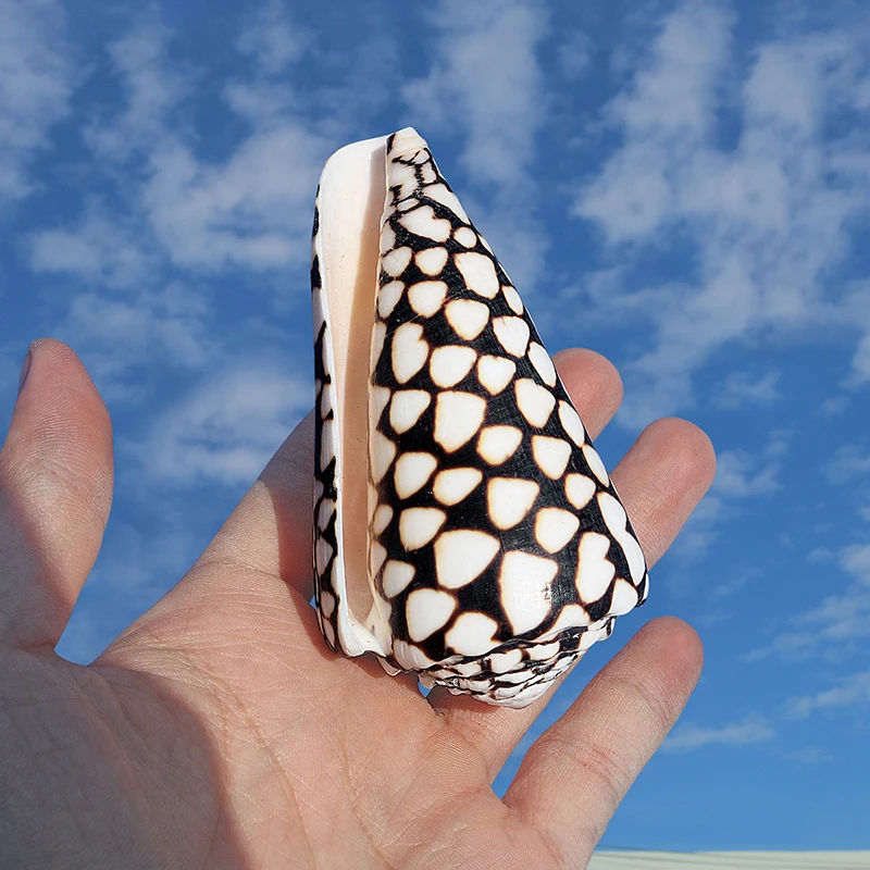Natural-Snakeskin-Seashell-Hebrew-Cone-Marbled-Conch-Snail-Shells ...