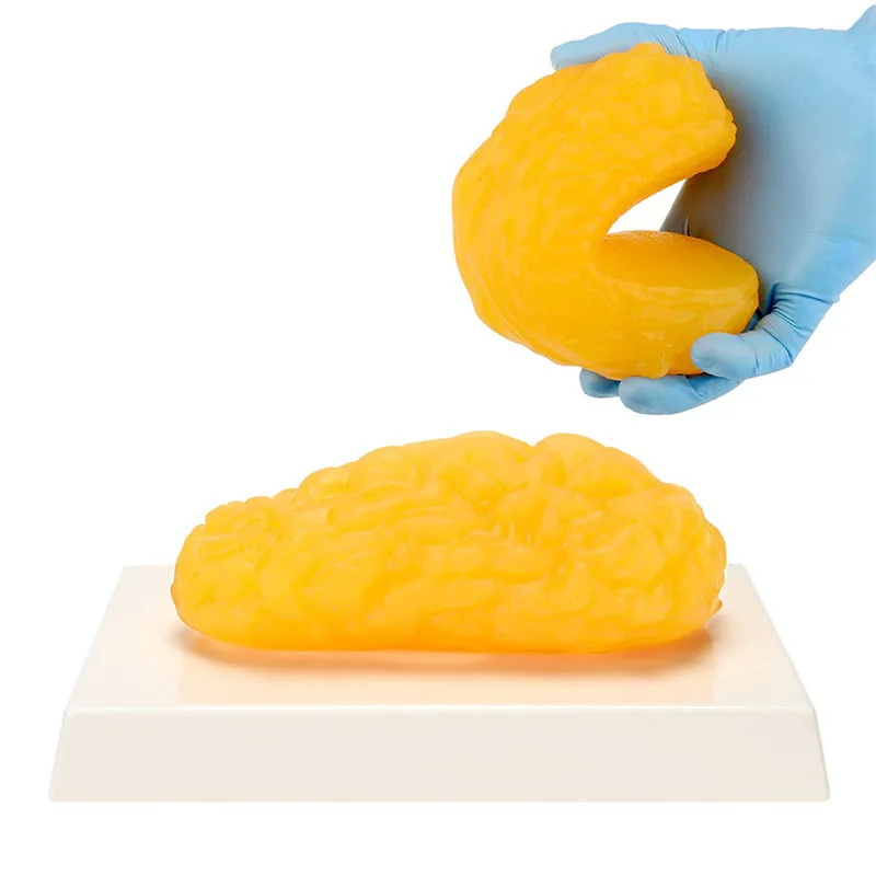 Human-Body-Fat-Replica-Realistic-Anatomical-1-Pound-Fatty-Tissue-Model ...