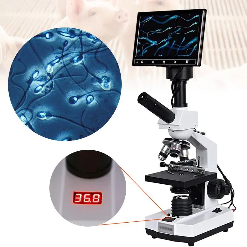 Sperm Microscope 40x